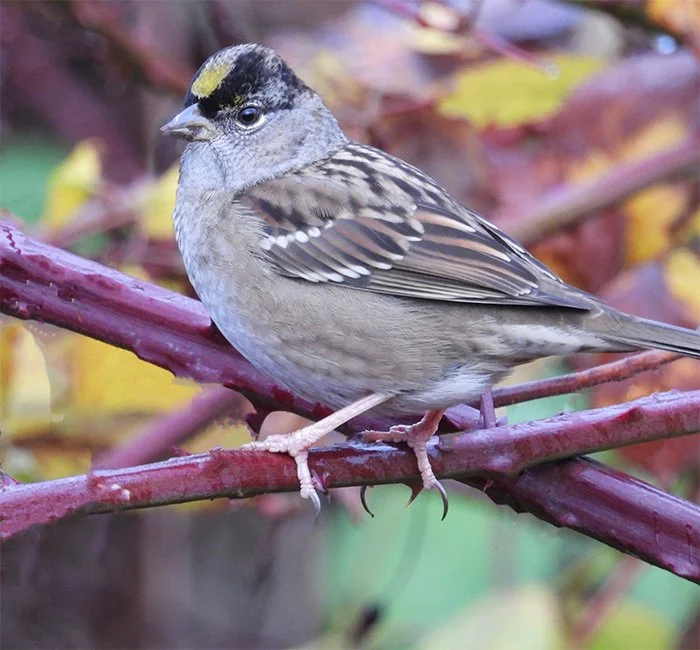 New Photos — Wander Nature