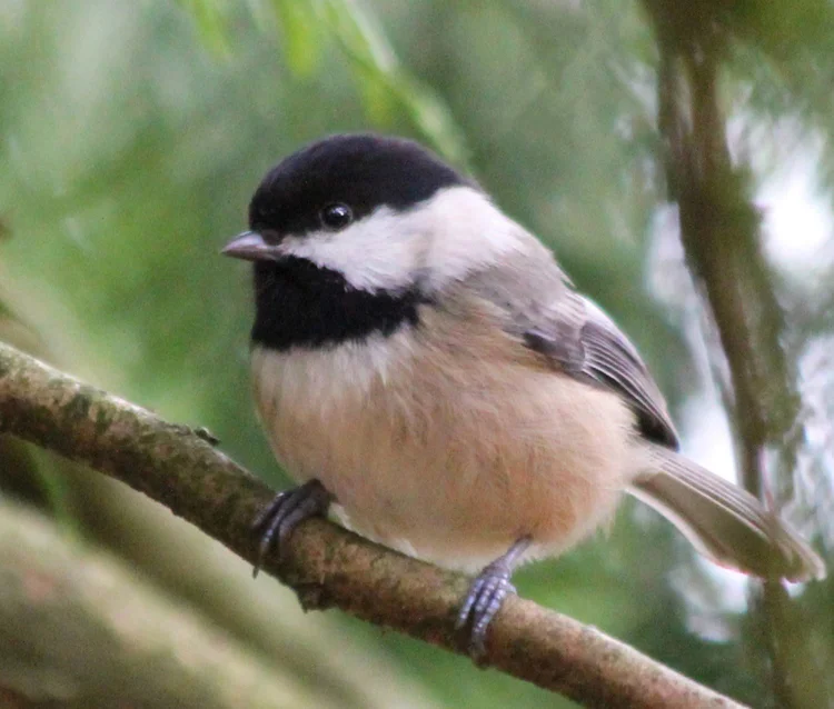 Wander Nature - Nature Blog & Photos