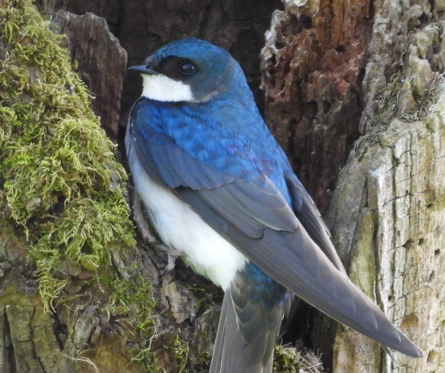Tree Swallow — Wander Nature
