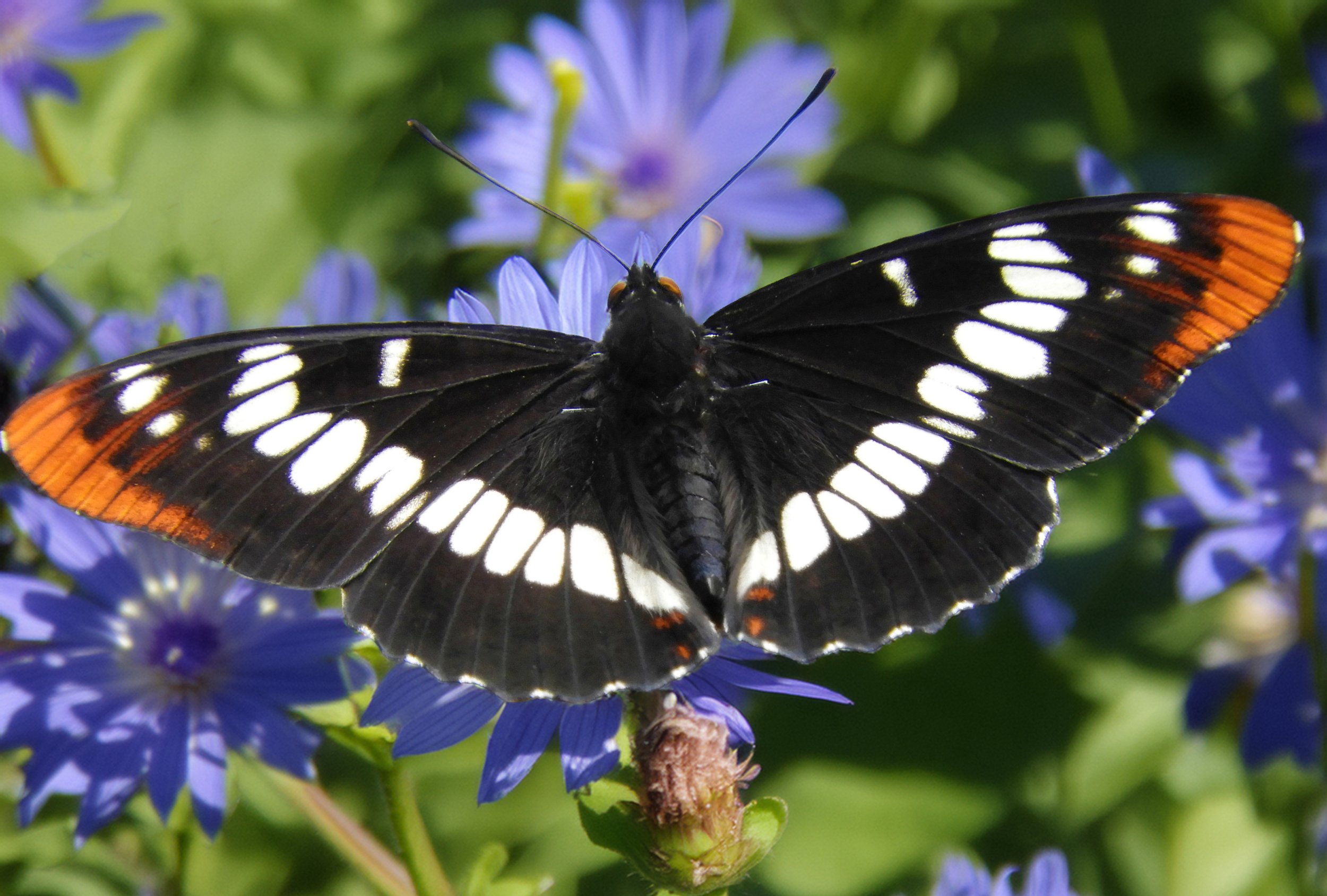 Wander Nature - Nature Blog & Photos