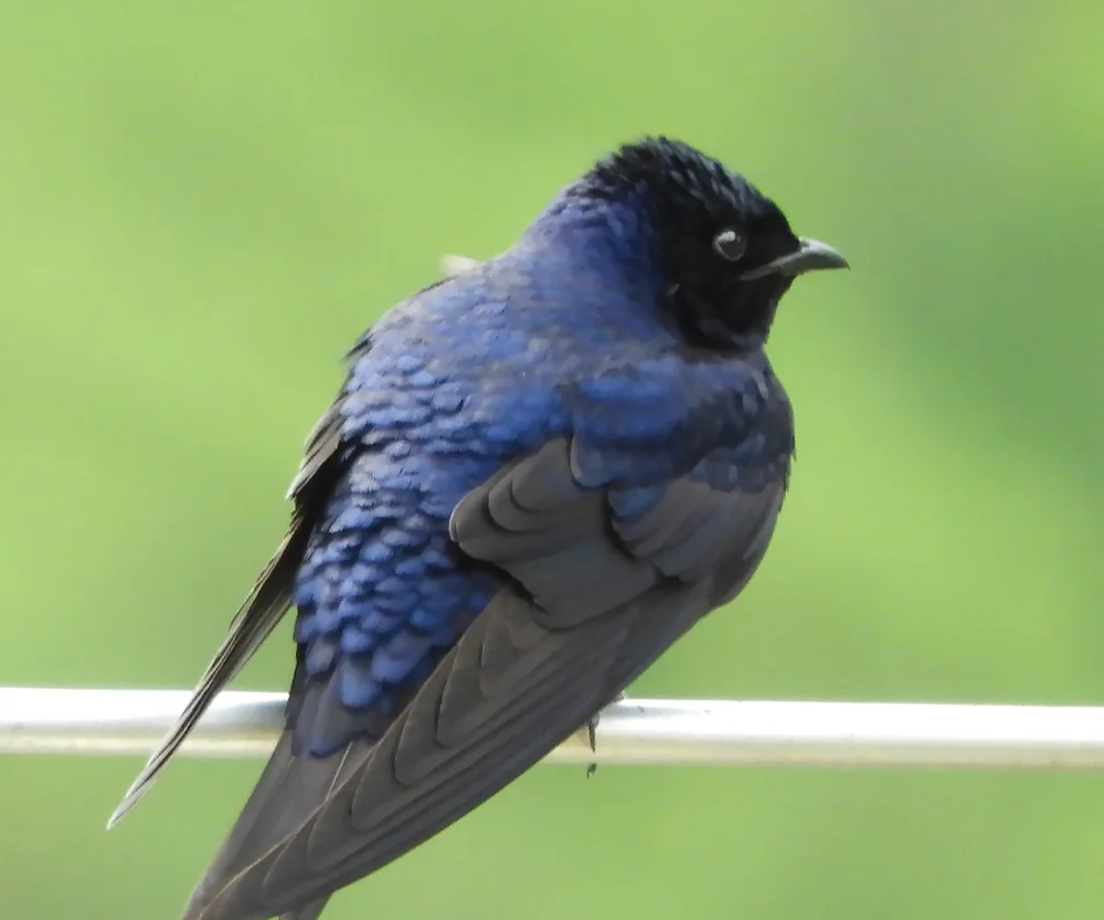 Purple Martin Migration — Wander Nature