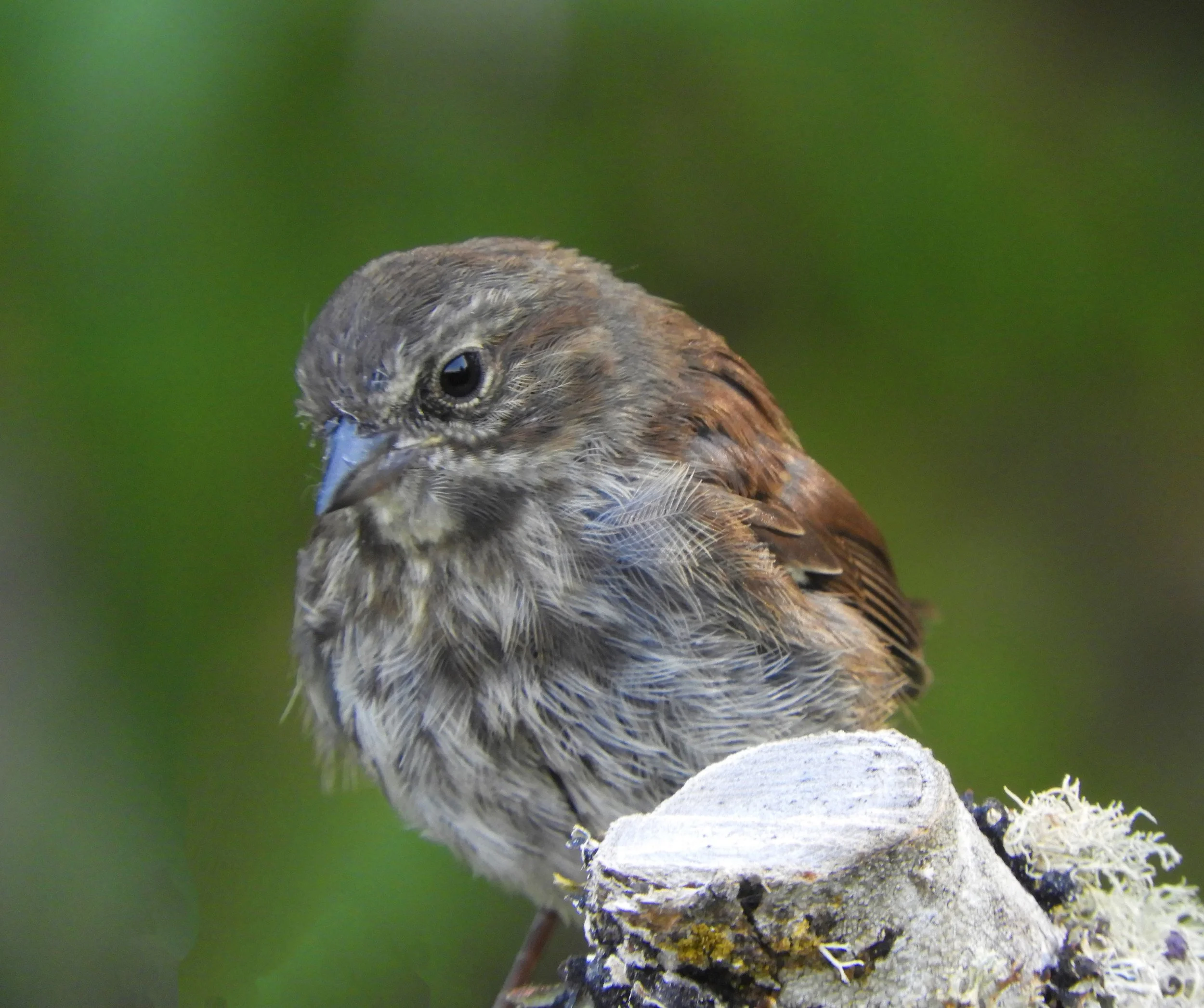 Wander Nature - Nature Blog & Photos