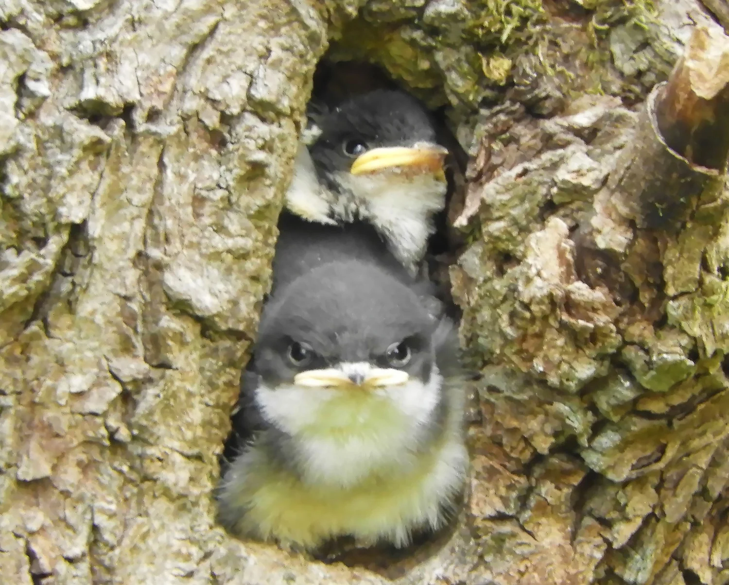 Baby Tree Swallows in Ridgefield, Washington — Wander Nature