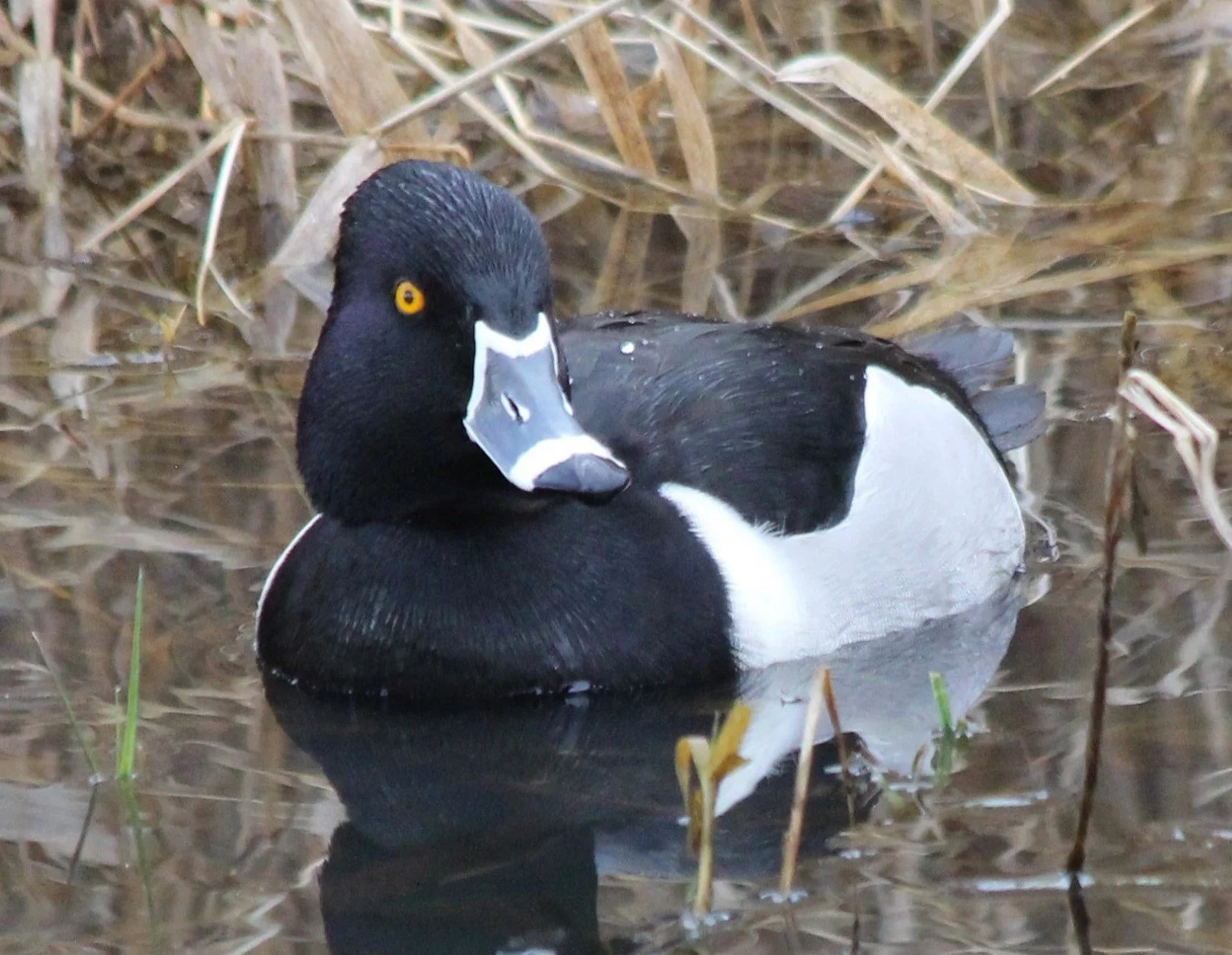 Ring-Necked Duck — Wander Nature