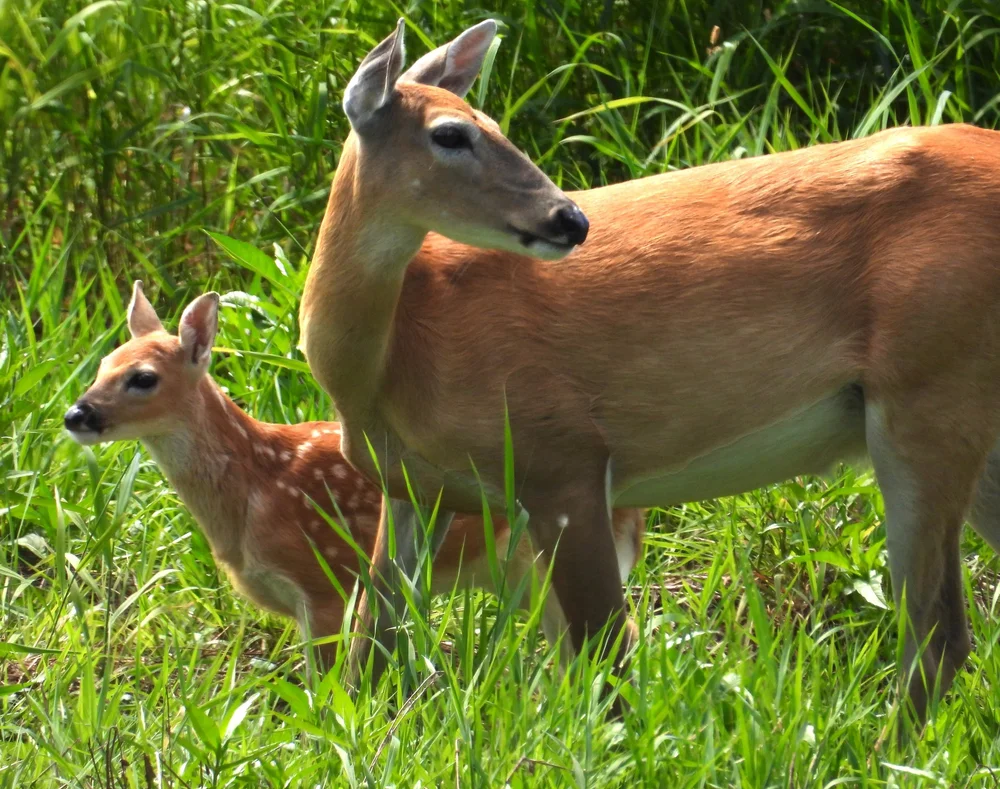 Wander Nature - Nature Blog & Photos