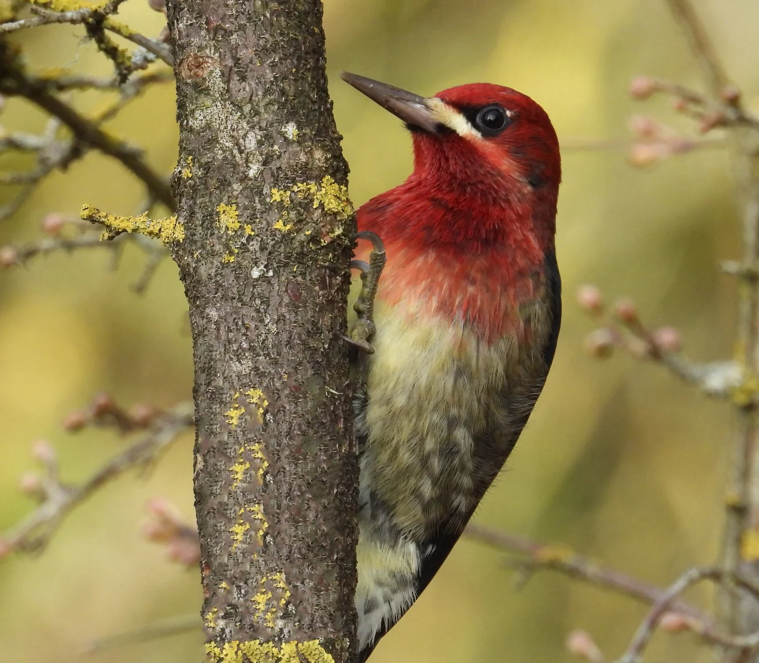 Wander Nature - Nature Blog & Photos