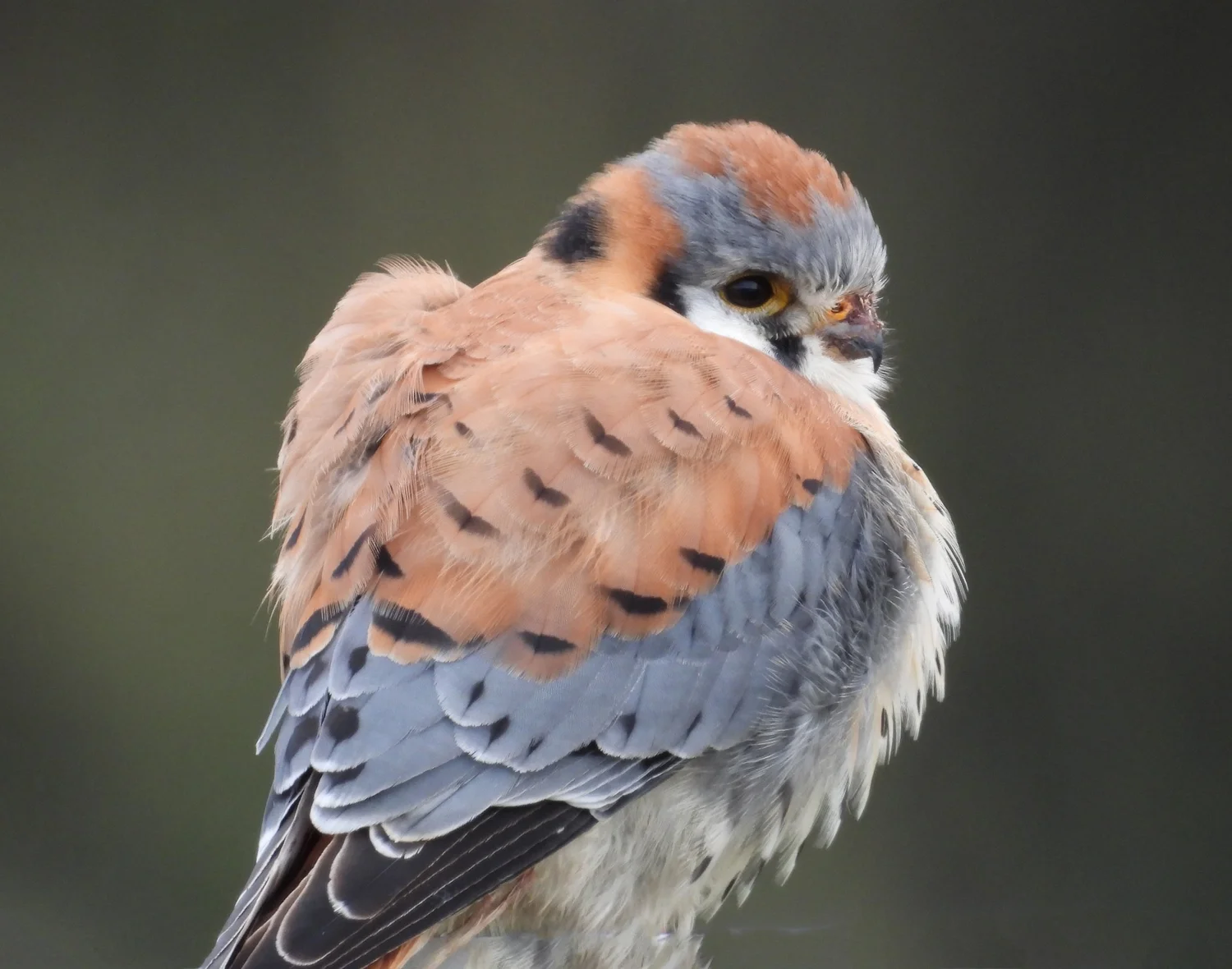 Wander Nature - Nature Blog & Photos