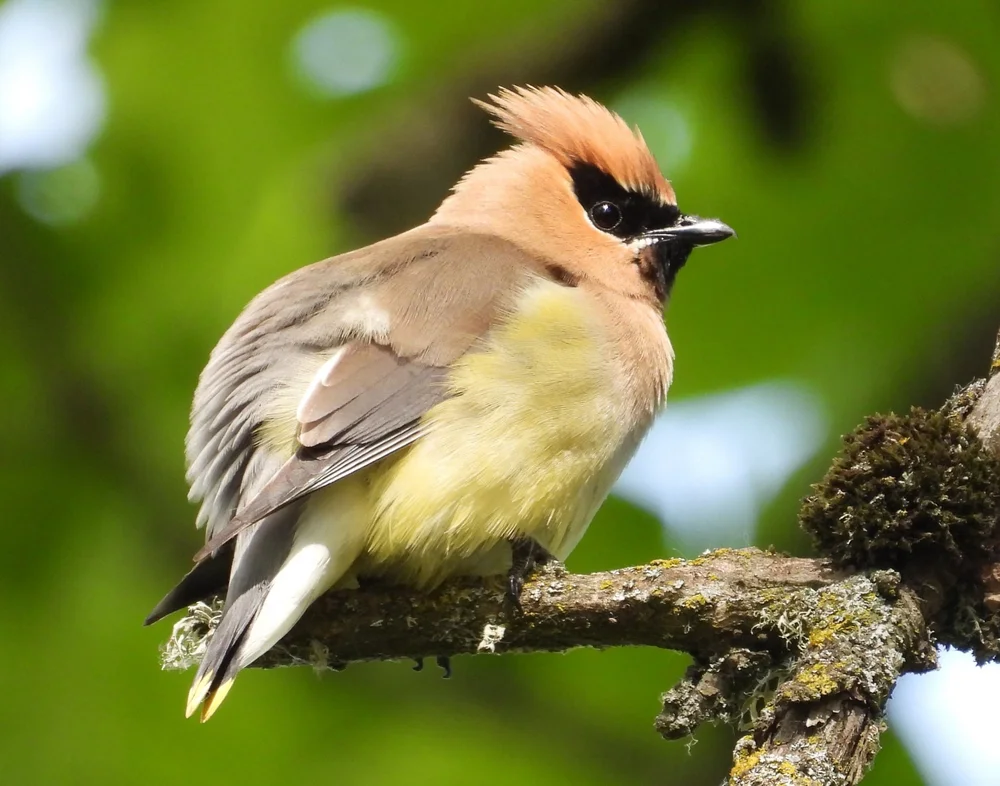 Cedar Waxwing — Wander Nature