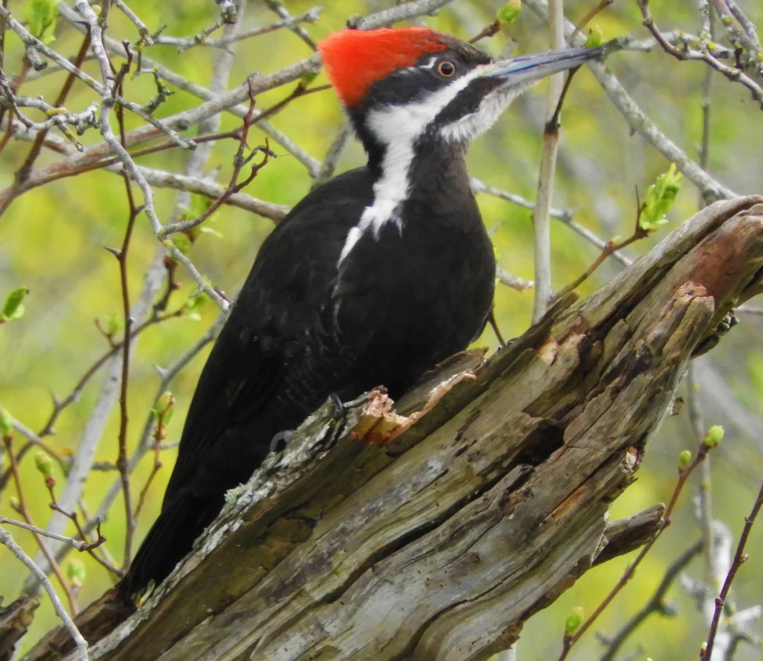 Wander Nature - Nature Blog & Photos