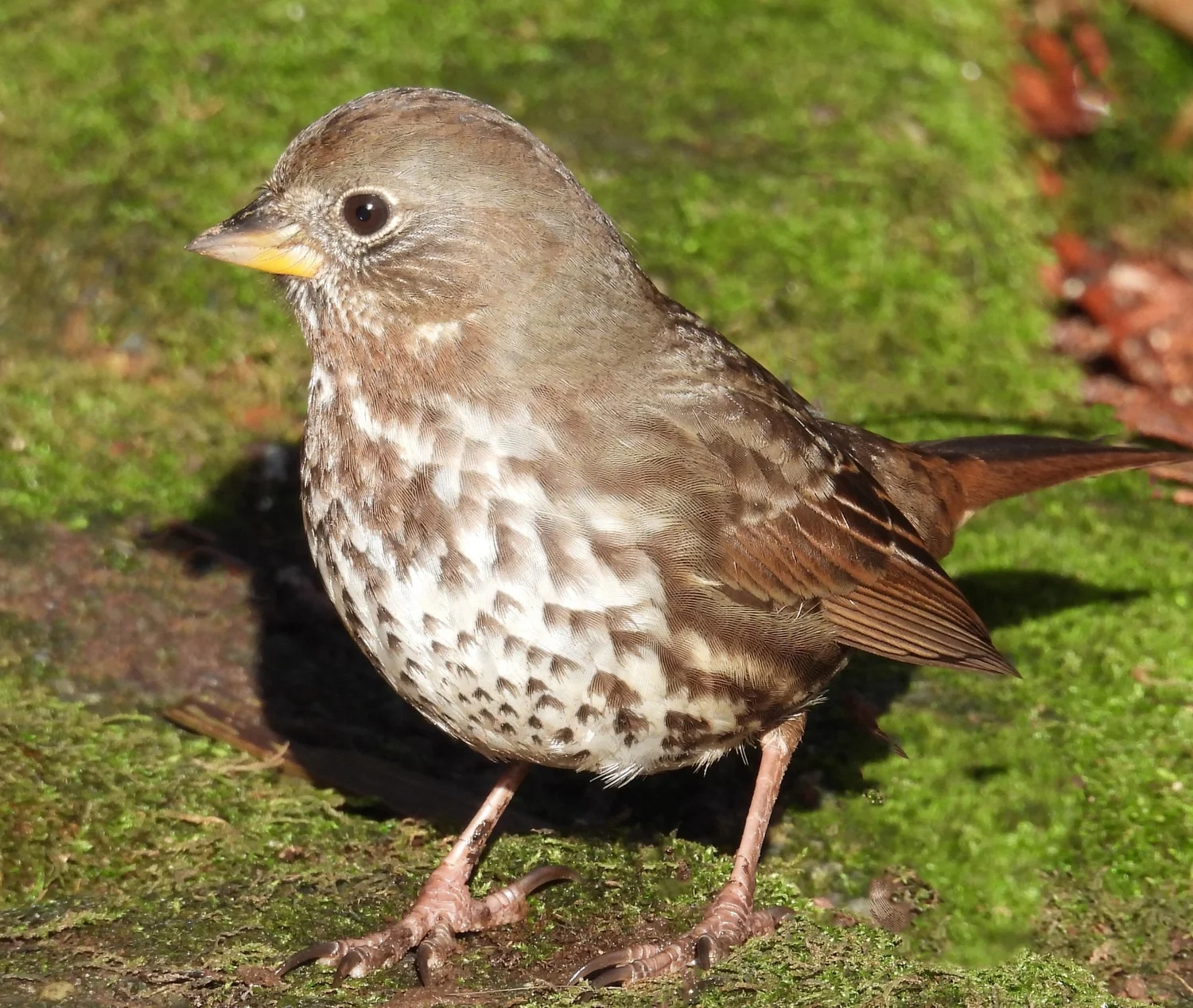 Fox Sparrow — Wander Nature