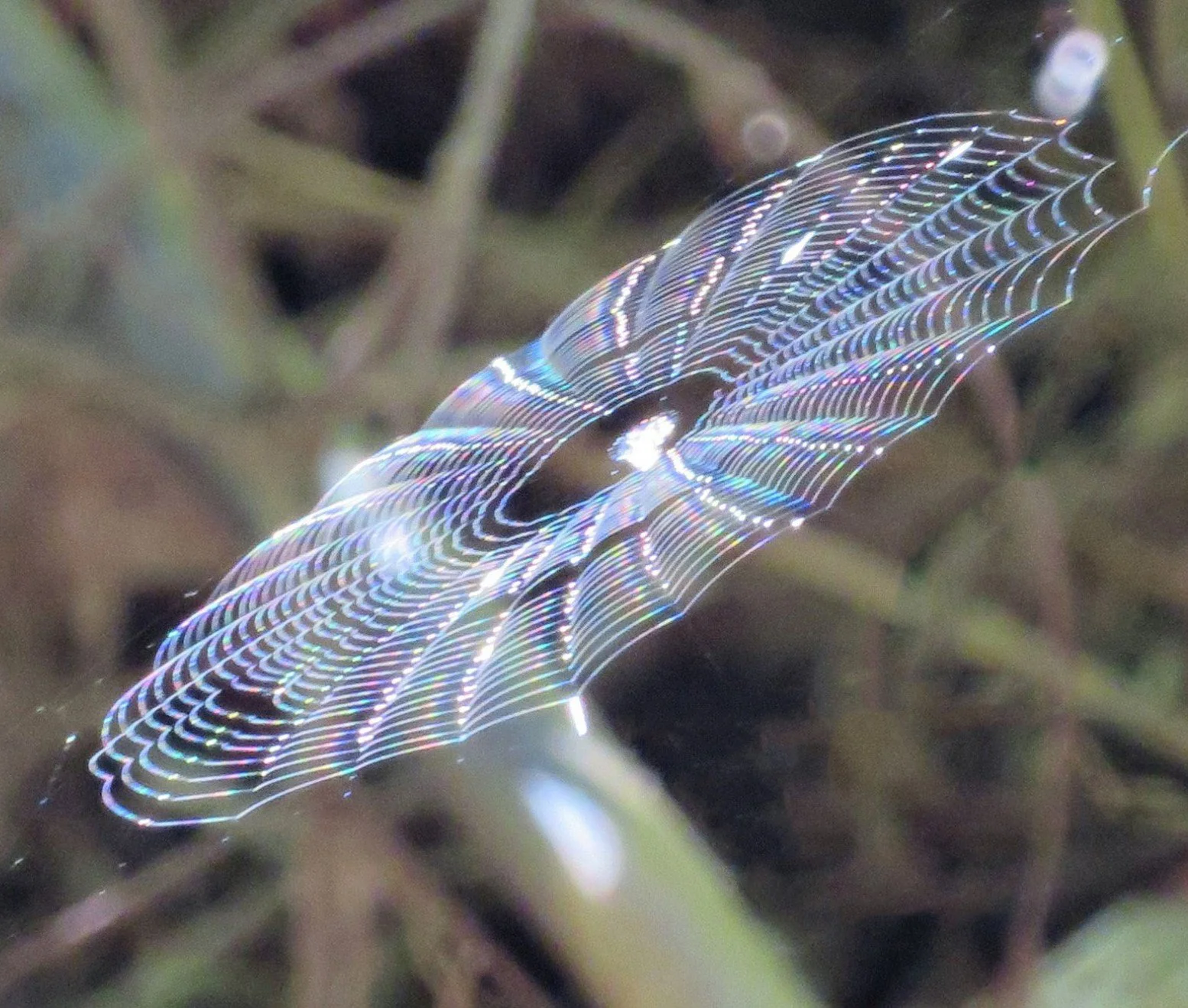 Wander Nature - Nature Blog & Photos