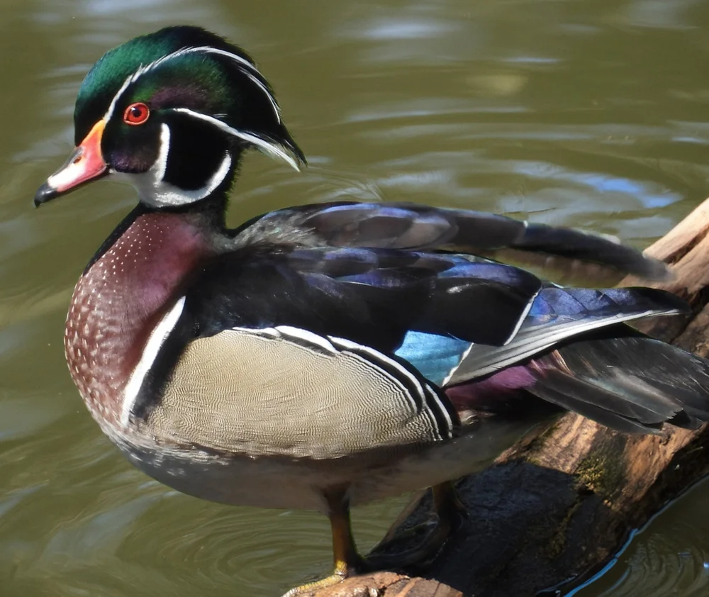 Wander Nature - Nature Blog & Photos