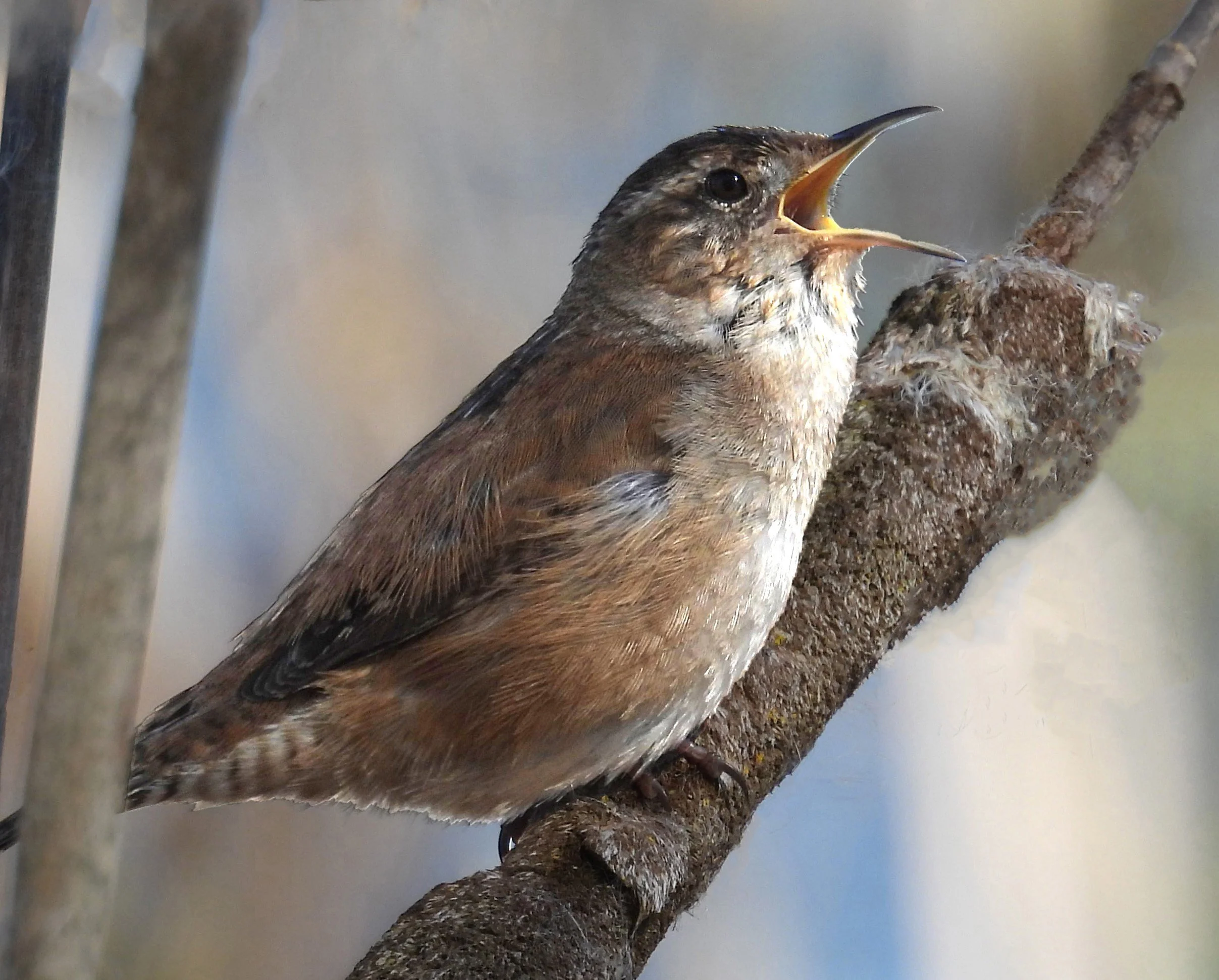 Wander Nature - Nature Blog & Photos
