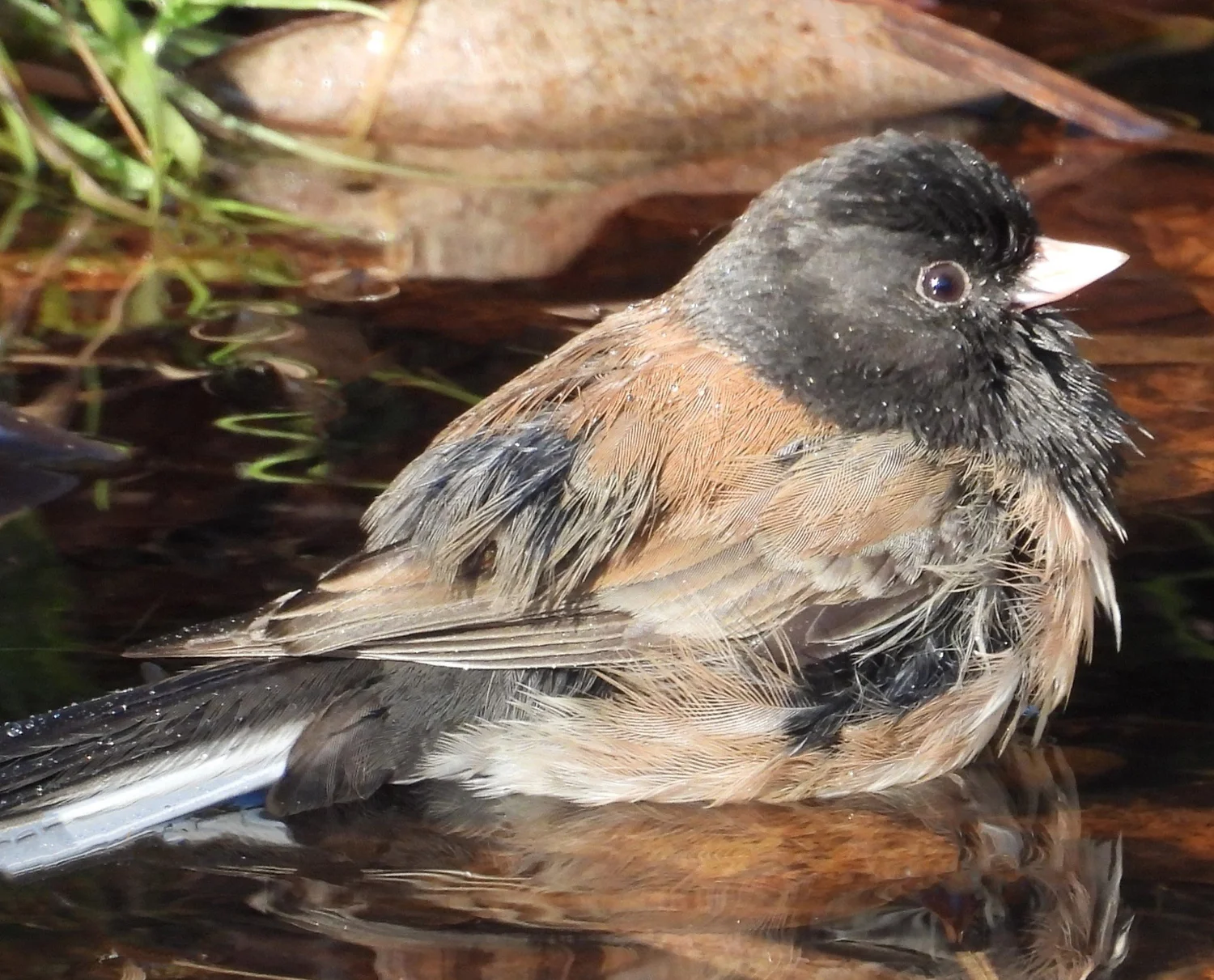 Wander Nature - Nature Blog & Photos