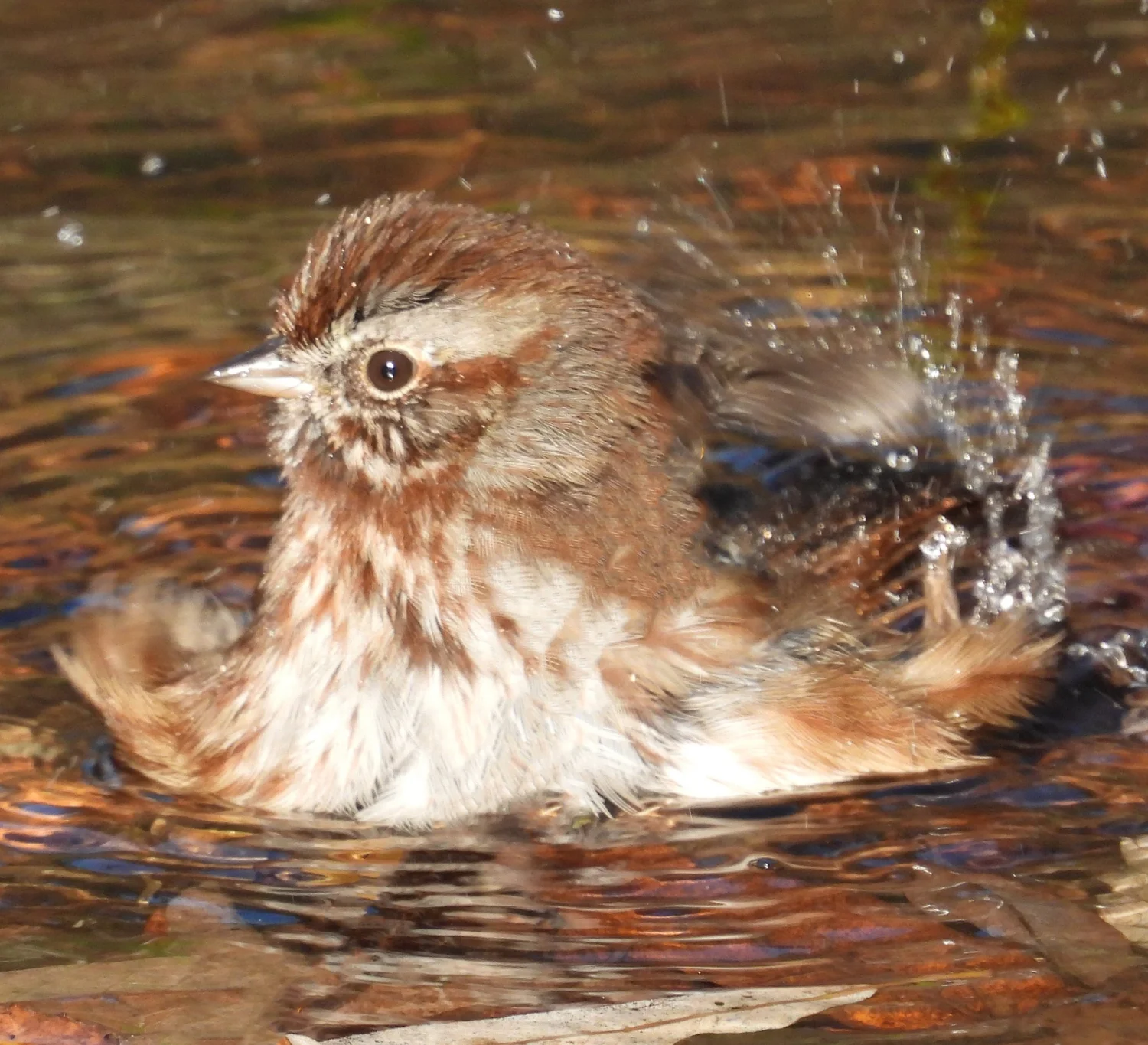 Wander Nature - Nature Blog & Photos