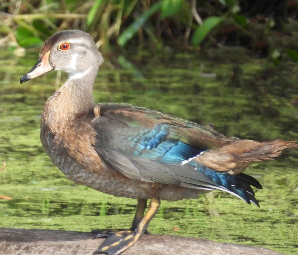 Wander Nature - Nature Blog & Photos