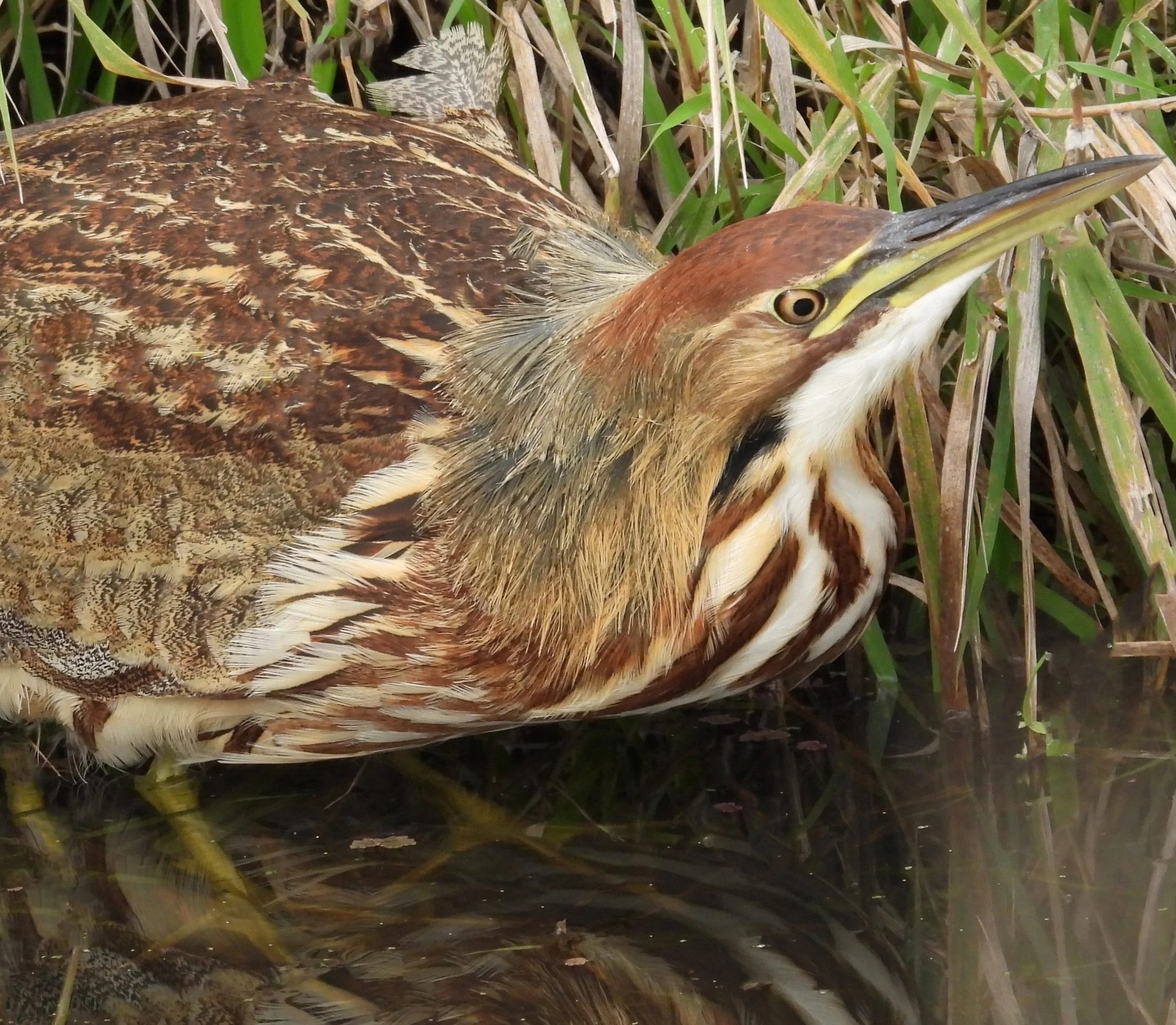 Wander Nature - Nature Blog & Photos