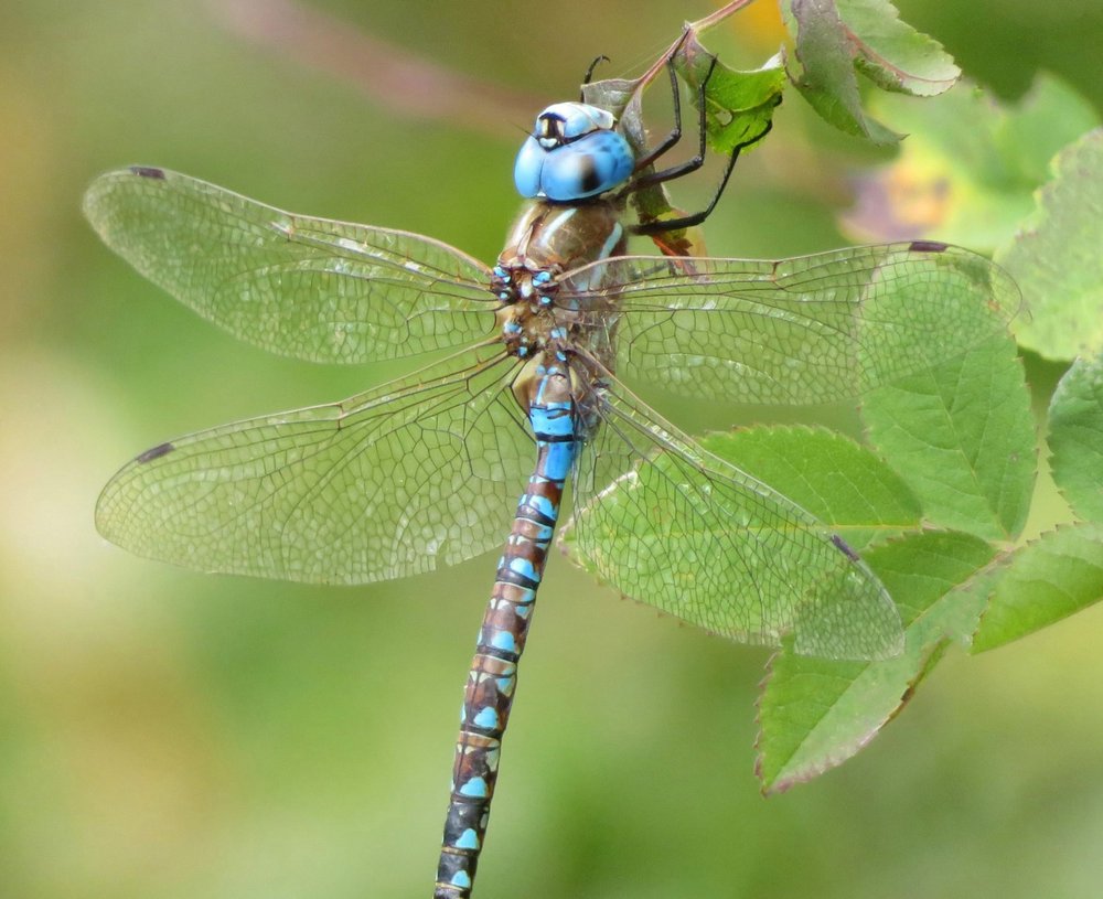 Wander Nature - Nature Blog & Photos