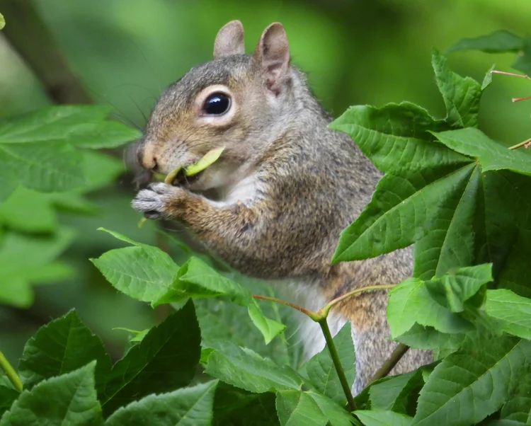 Wander Nature - Nature Blog & Photos