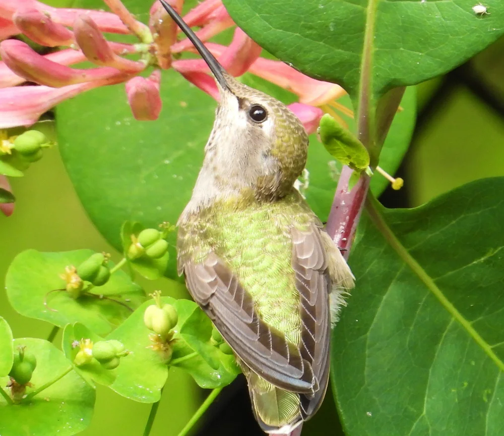 Wander Nature - Nature Blog & Photos