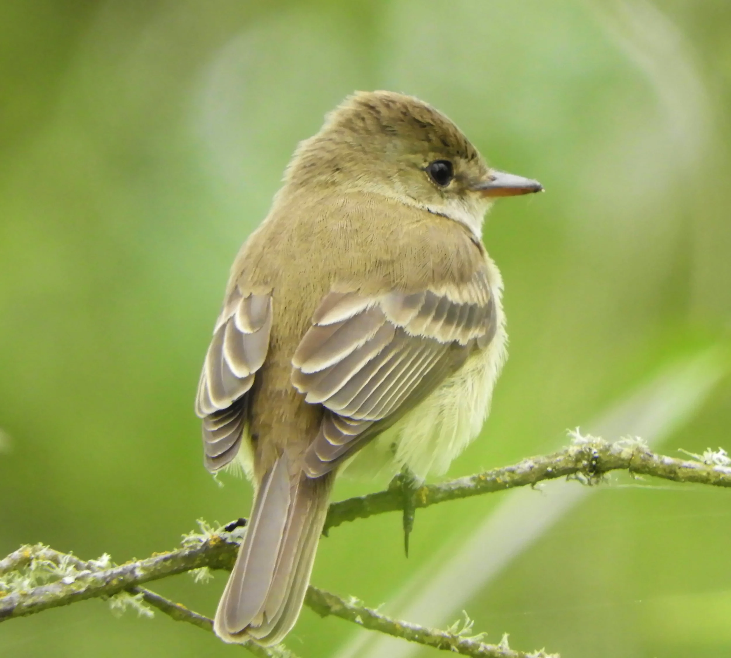 Willow Flycatcher Flying
