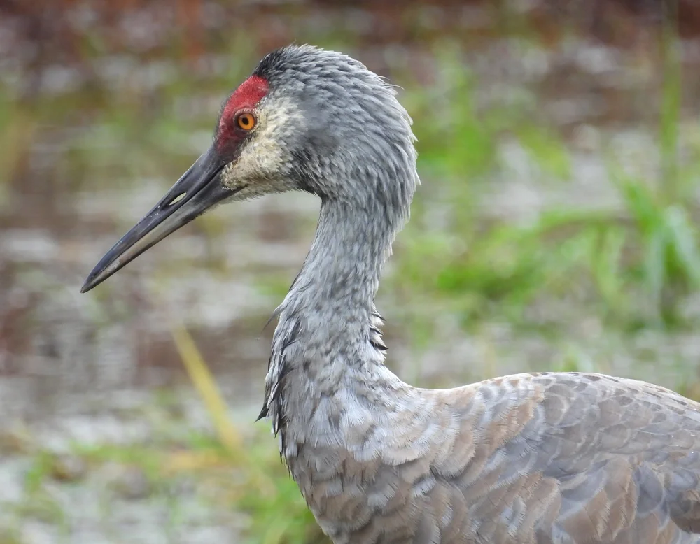 Sandhill Cranes — Wander Nature