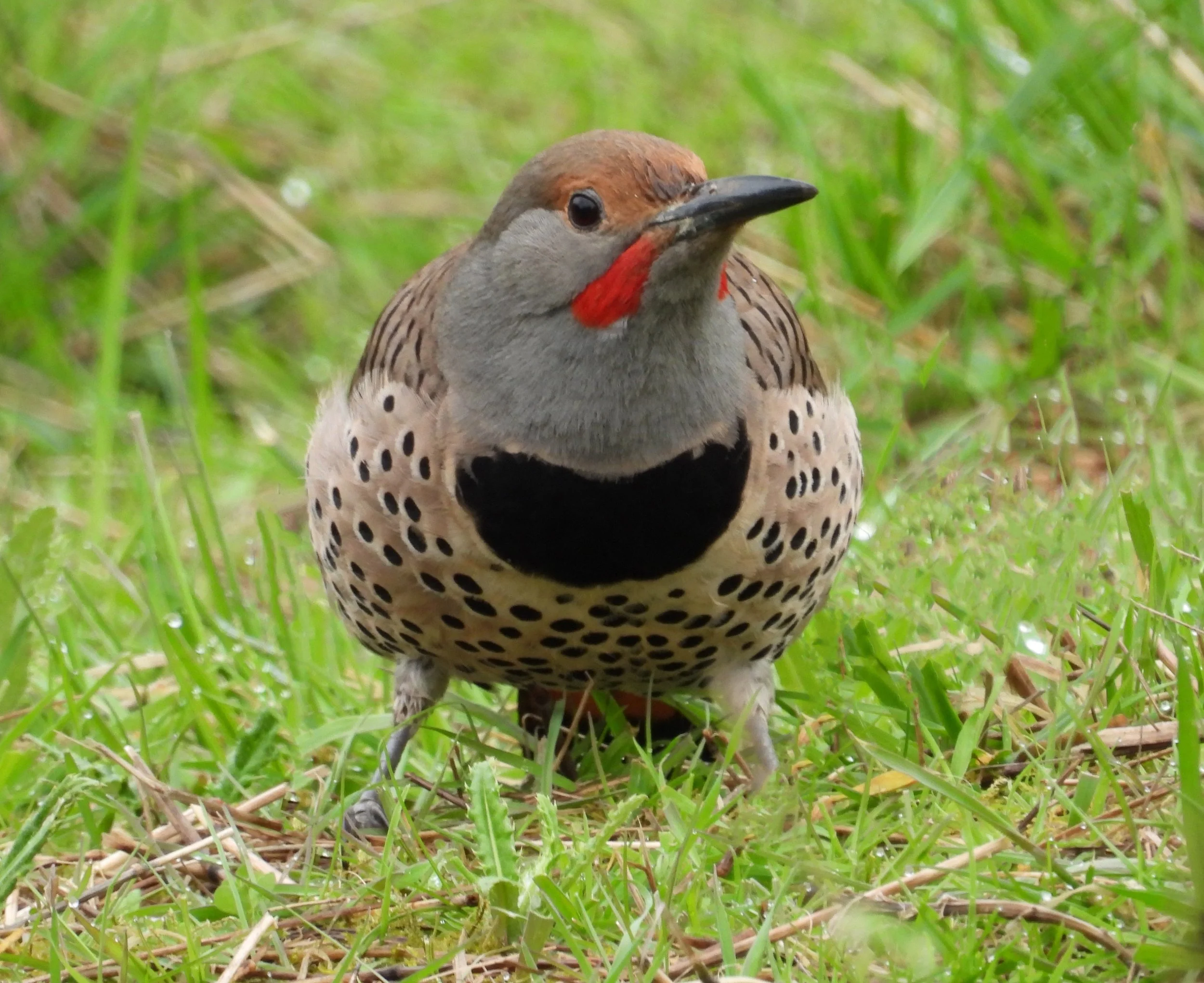 Northern Flicker — Wander Nature