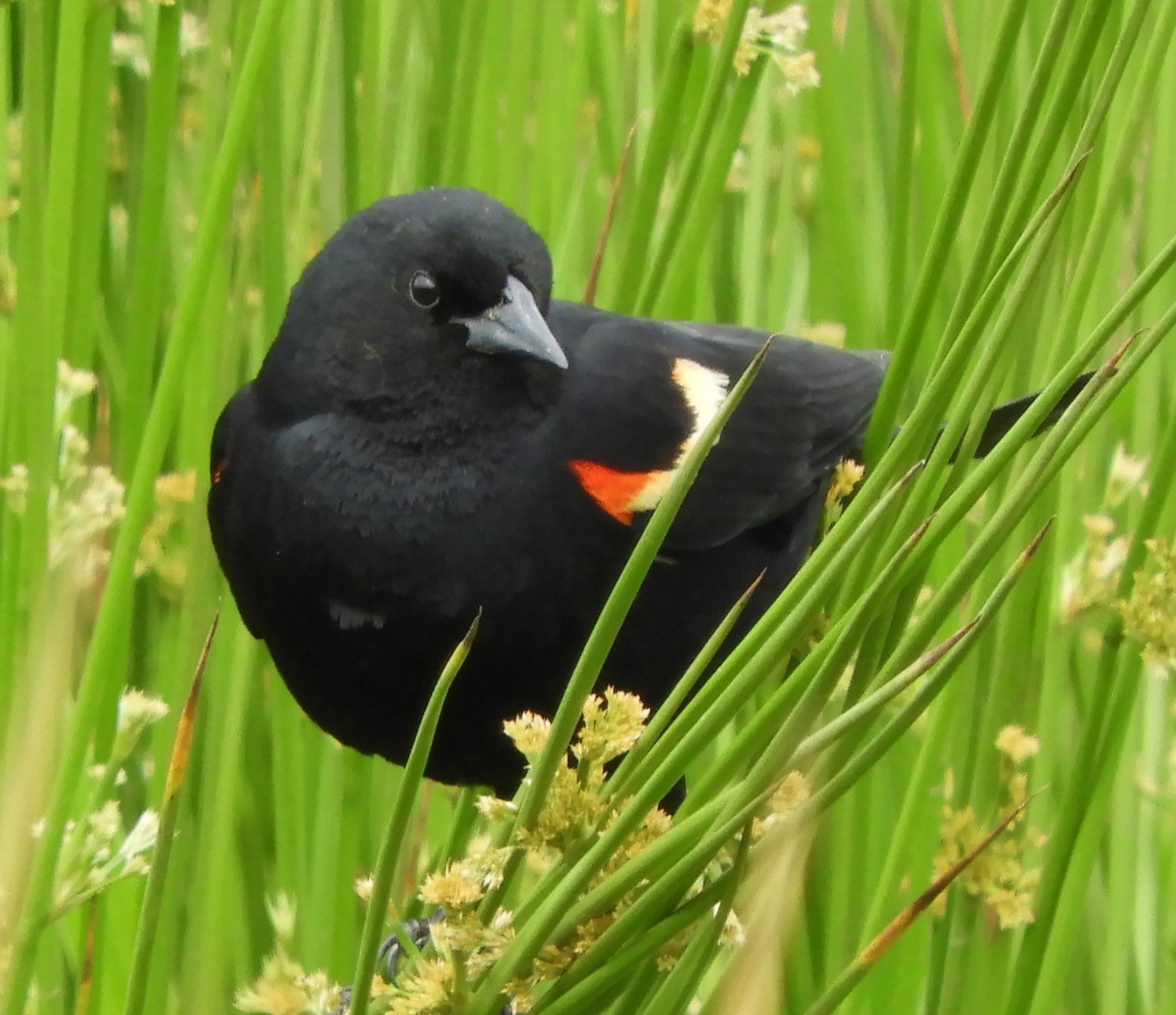 Wander Nature - Nature Blog & Photos