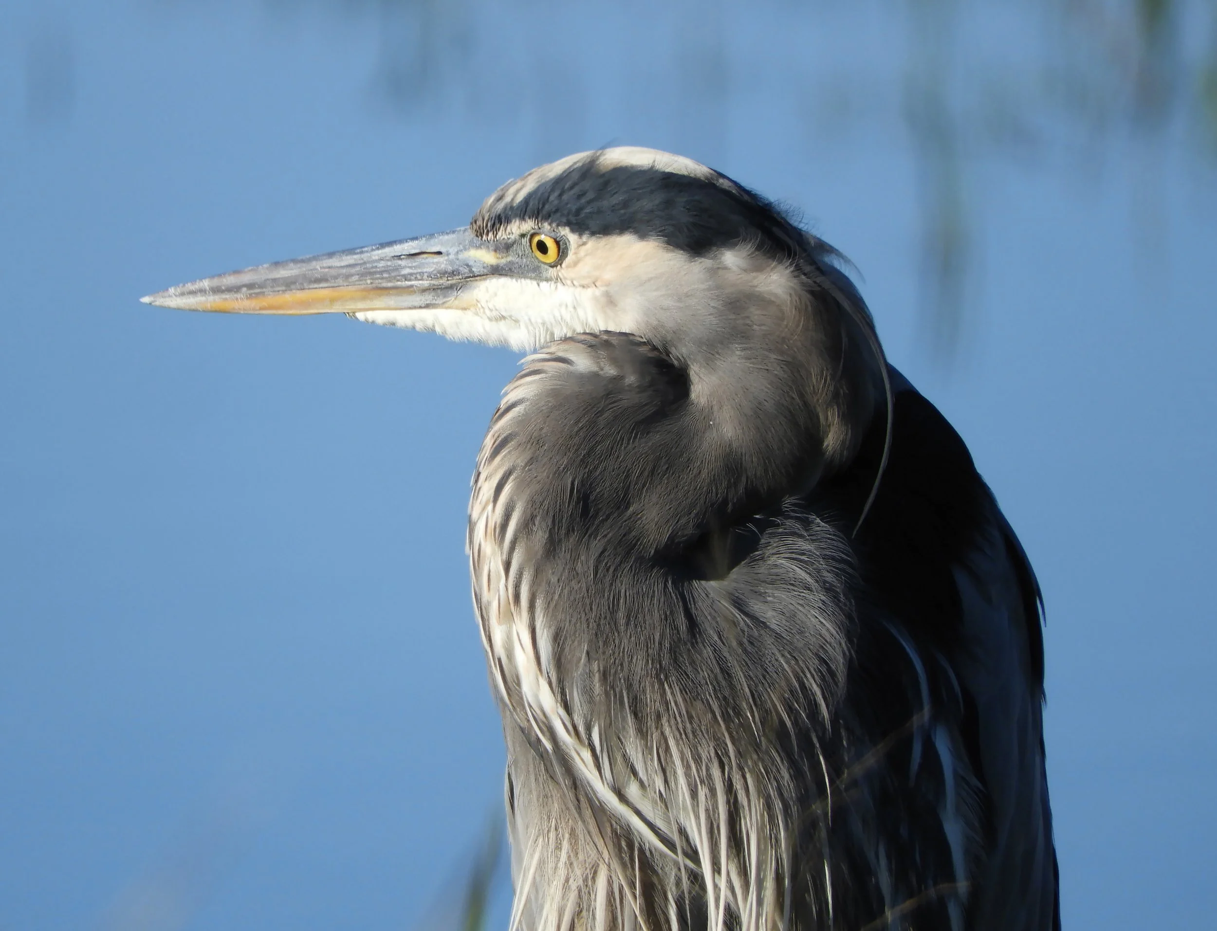 Great Blue Heron on Wildlife Refuge — Wander Nature