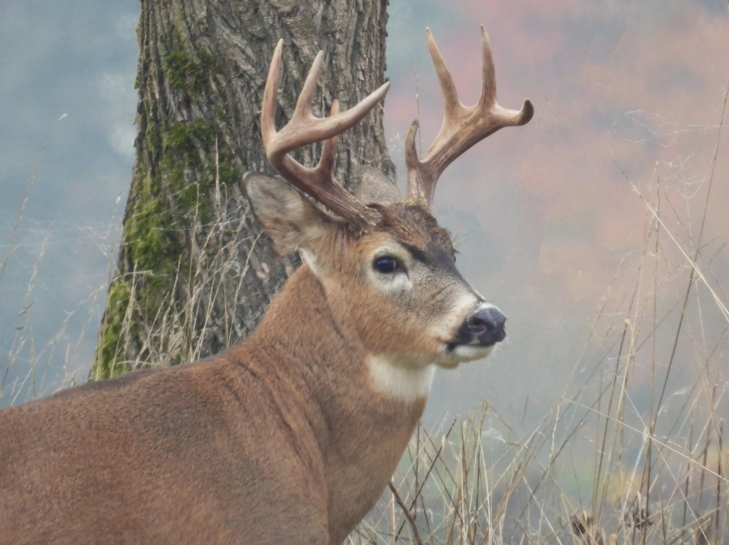 Wander Nature - Nature Blog & Photos