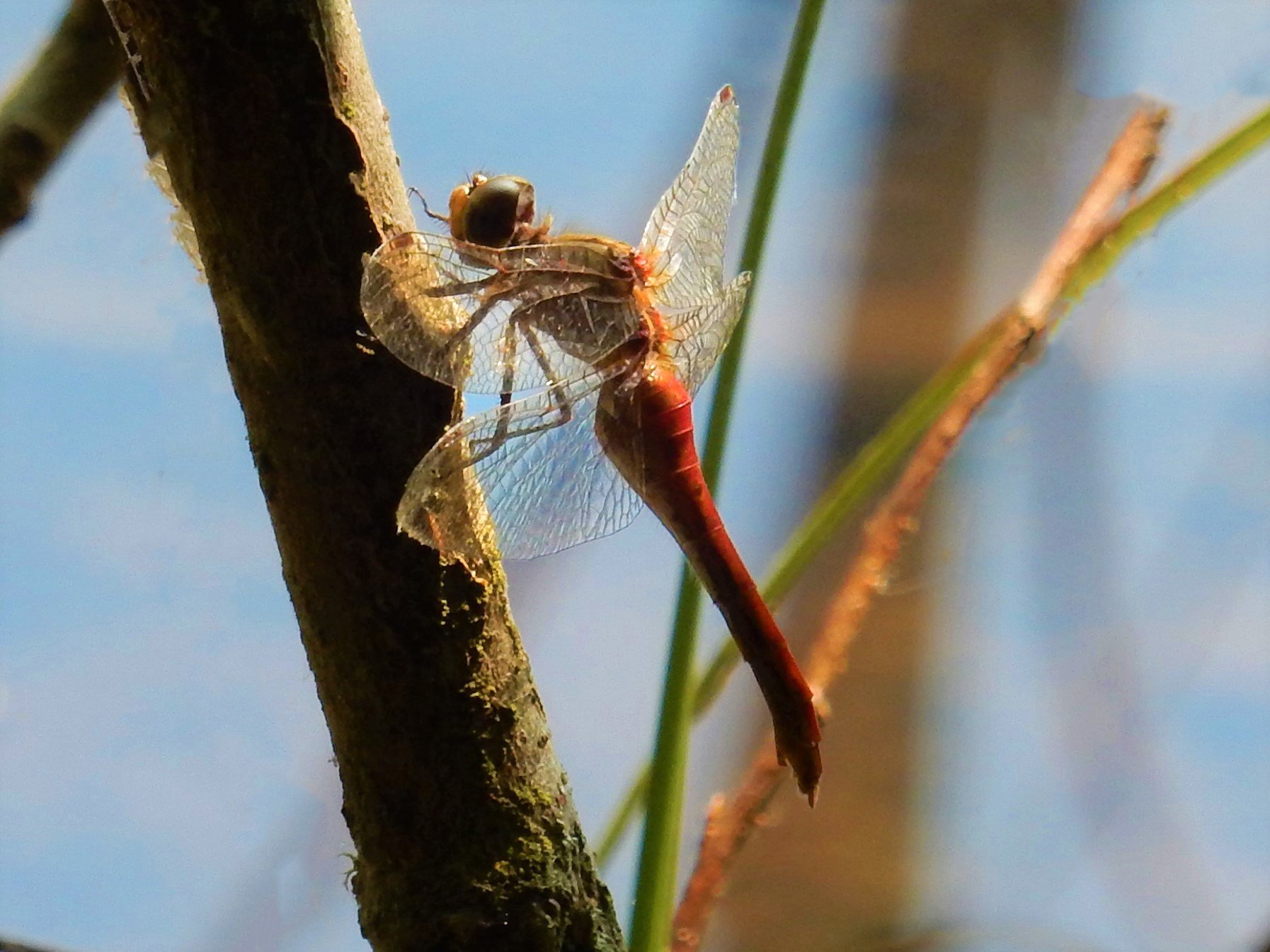 Wander Nature - Nature Blog & Photos