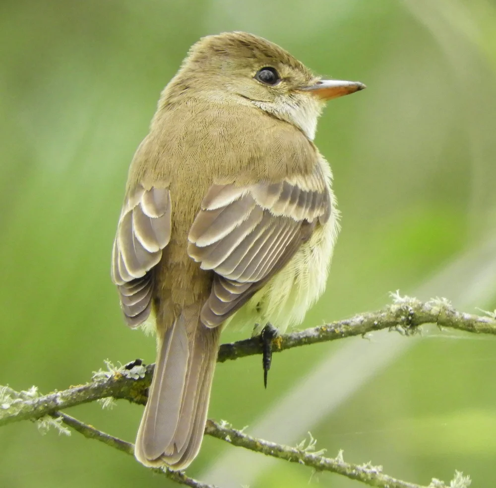 Wander Nature - Nature Blog & Photos