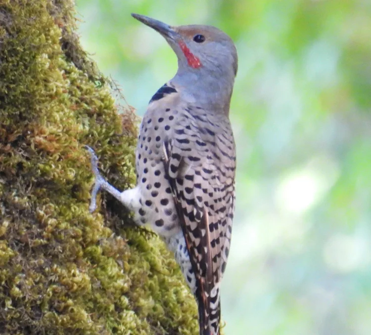 Northern Flicker — Wander Nature