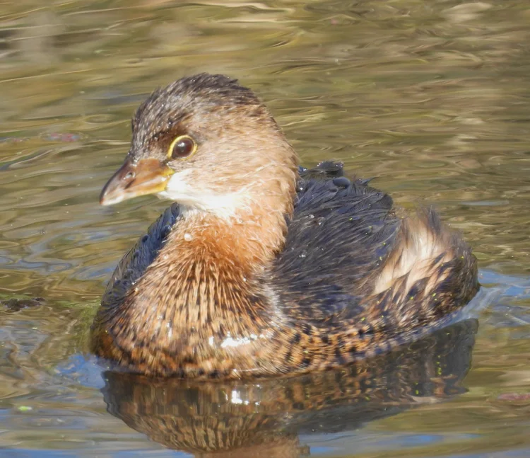 Wander Nature - Nature Blog & Photos