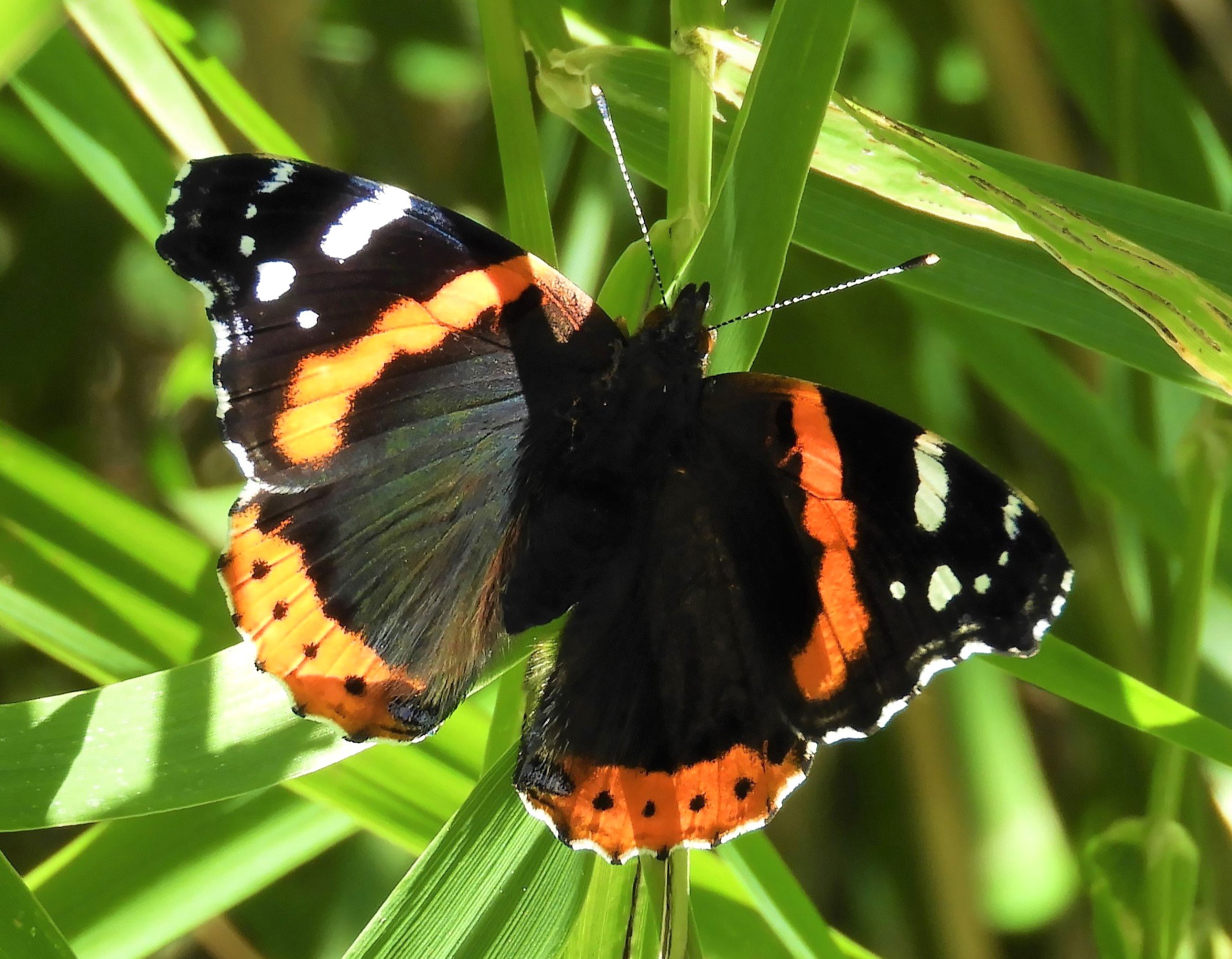 Wander Nature - Nature Blog & Photos