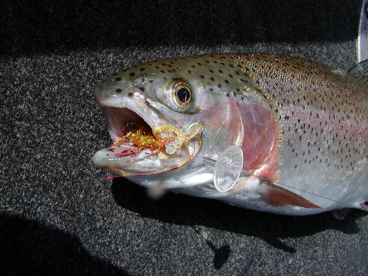 Rainbow Trout Teeth