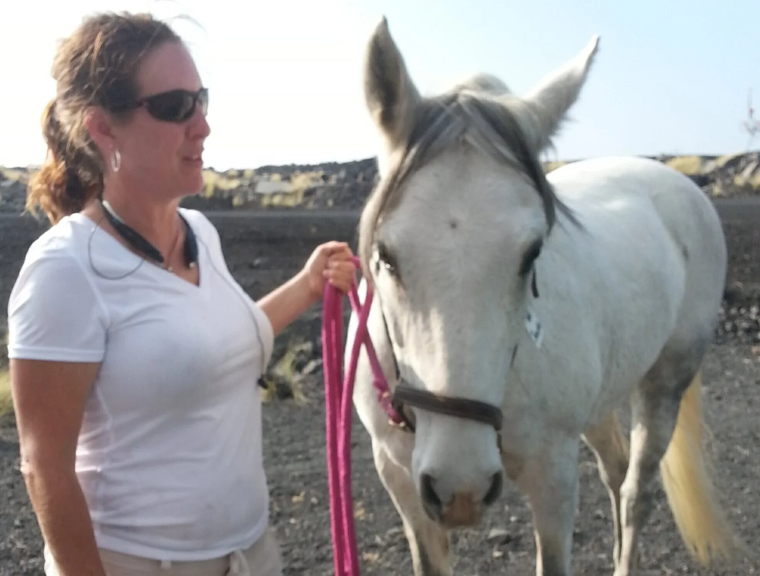 Understanding and Managing Summer Sores in Horses: Causes, Symptoms ...