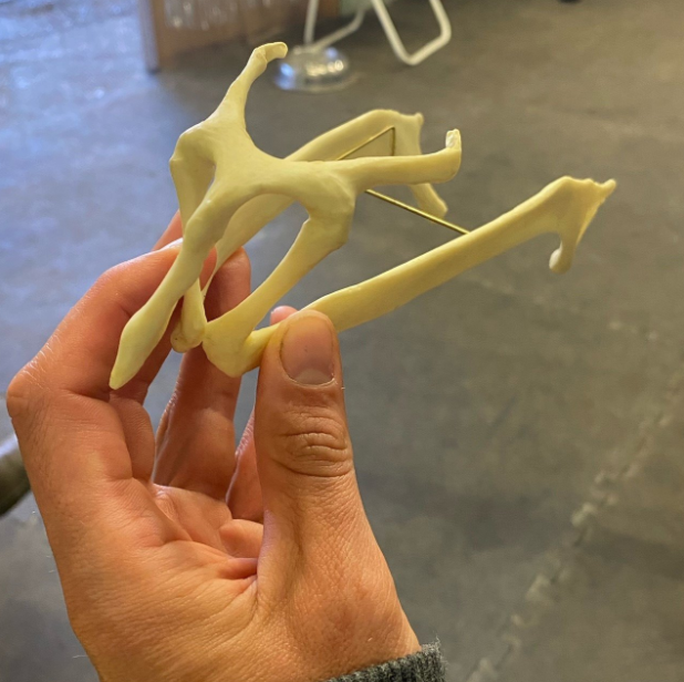 The Crucial Role of the Tongue and Hyoid in Equine Movement