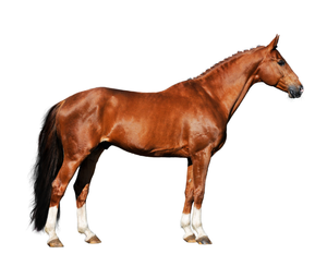The Vital Role of the Equine Stay Apparatus: Active or Passive and Why ...