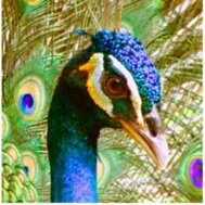 Our Team — KensieMae