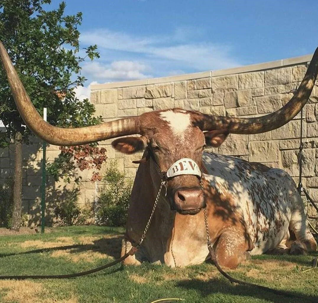 The Road to Bevo -Folklore and Fables - Texas Legacy Support Network