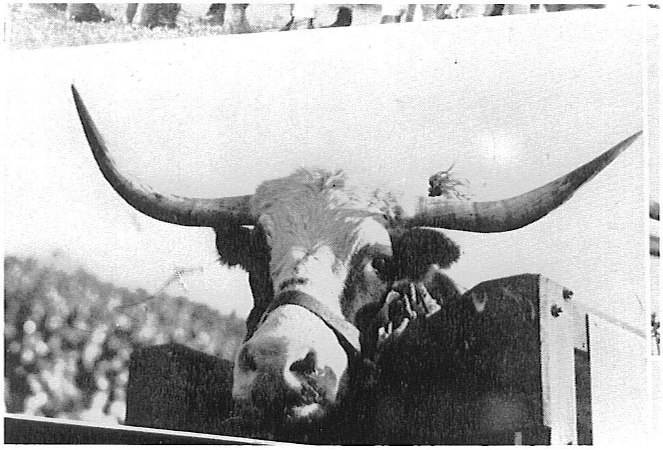 The History of Longhorn Sports