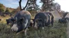 Autumn Olive Farms - Ossabaw Island Hog