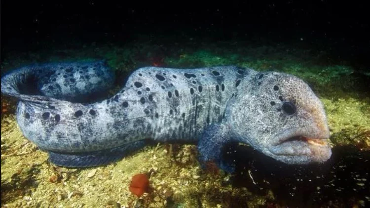 How To Find A Wolf Eel — Rowand's Reef Scuba Shop