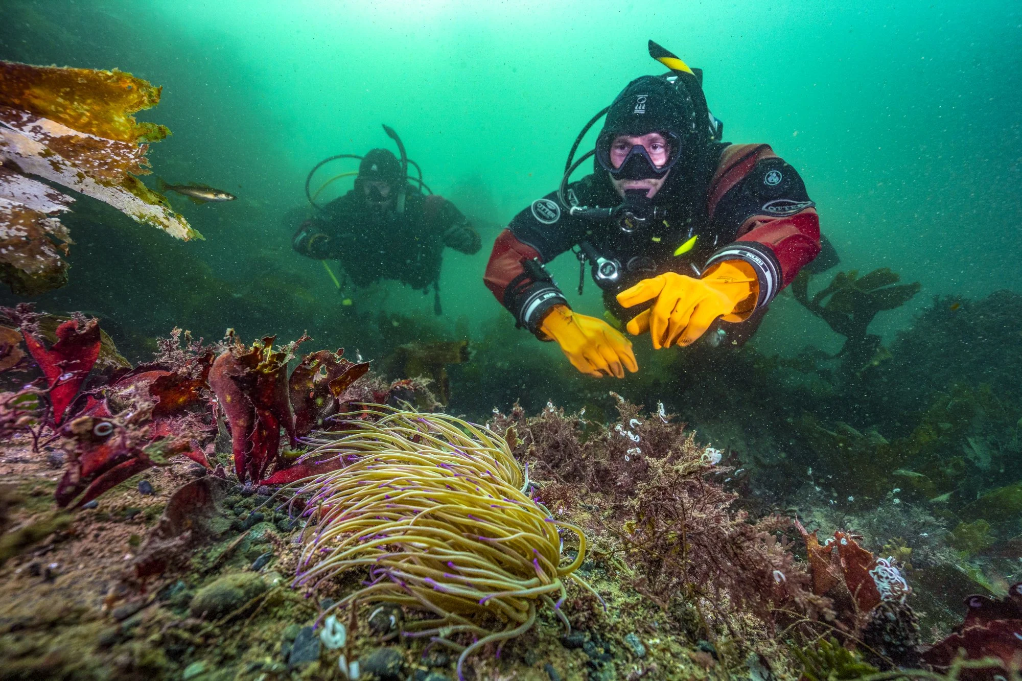 Courses Home — Rowand's Reef Scuba Shop