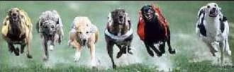 History of Greyhounds — FastFriends