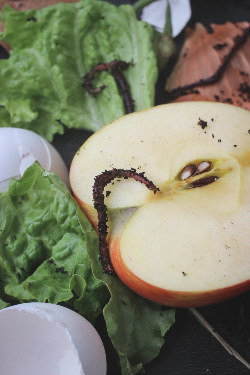 How-To: Worm Composting — Moscow Food Co-op