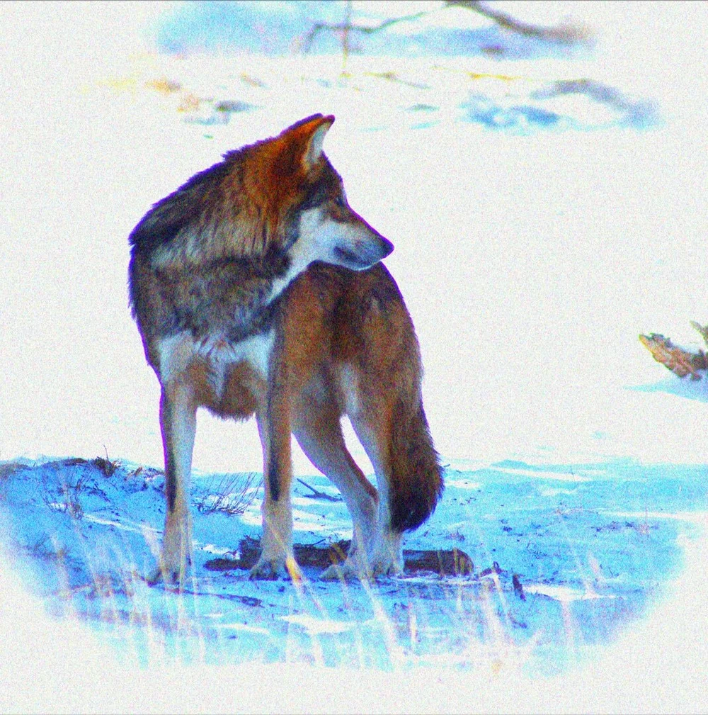 Wolf Looking Over Shoulder