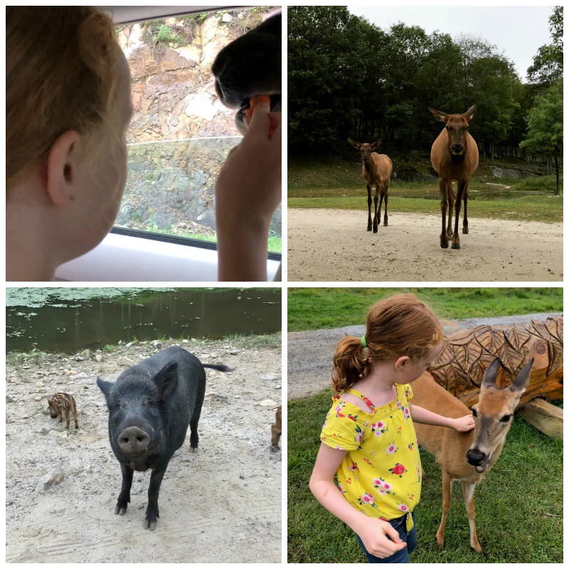 Family Travel: A Trip to Parc Omega — Kids in the Capital