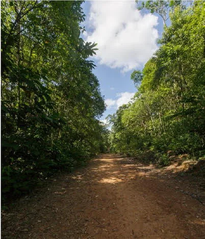 Primary and Secondary Forests: the differences to know. — Kaltimber ...